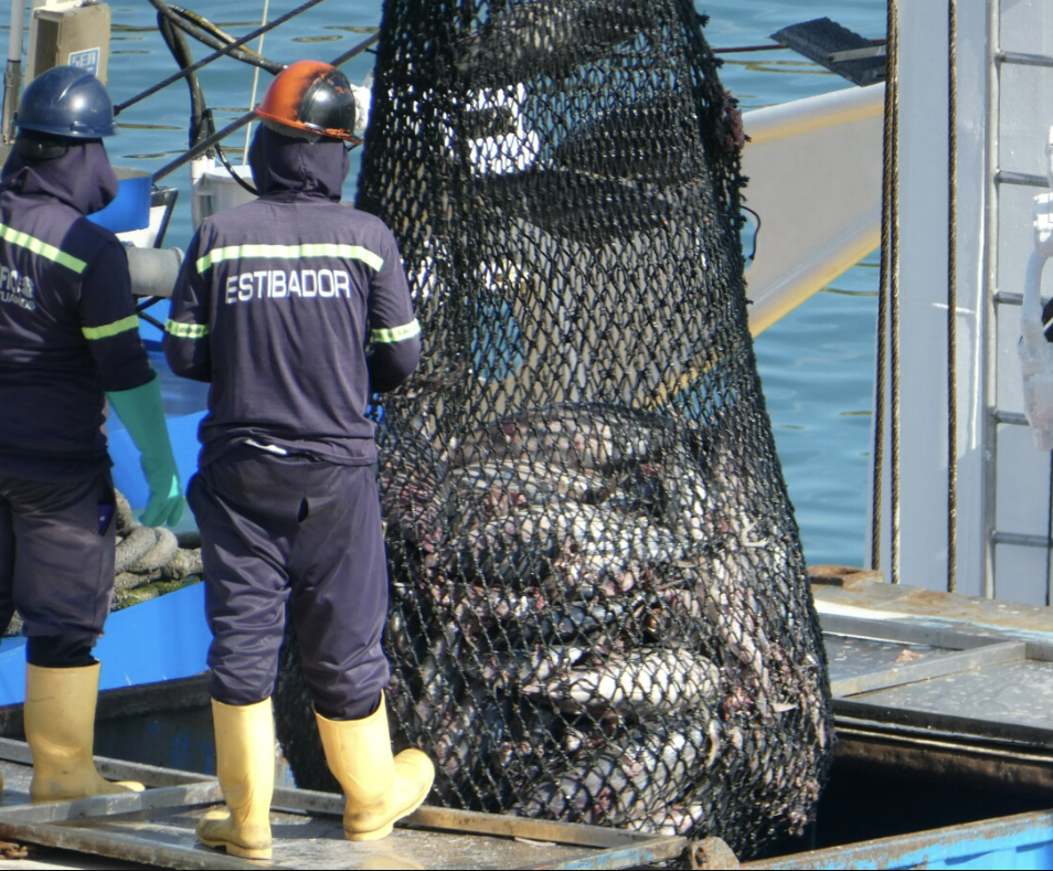 Ecuador's tuna exports surge – Short-term opportunities, long-term ...