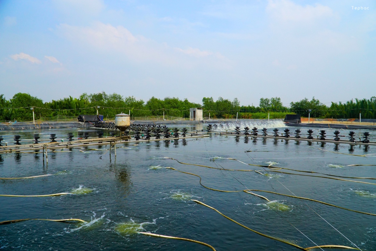 Ca Mau expands RAS-IMTA shrimp farming model to 1,500 hectares